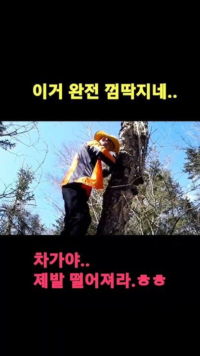 차가버섯 따러 자작나무에 올라갔네요 Youtube