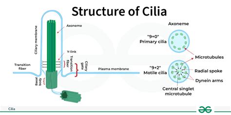 Cilia An Overview Geeksforgeeks
