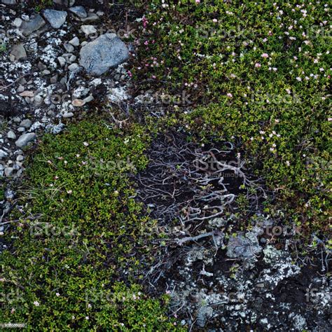 자연 텍스처입니다 작은 분홍색 꽃을 가진 식물 돌에 걸쳐 산 자연입니다 사각 1 1 촬영 0명에 대한 스톡 사진 및 기타 이미지 Istock