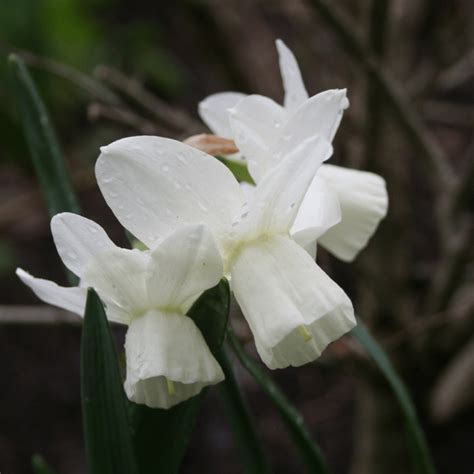 Types Of White Flowers With Names And Pictures Dengarden