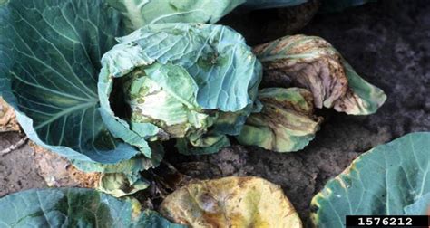 How To Identify Black Rot On Brassicas Global Gardening Secrets