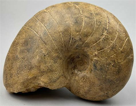Lot 15 A Very Large Fossilised Nautilus 33cm X