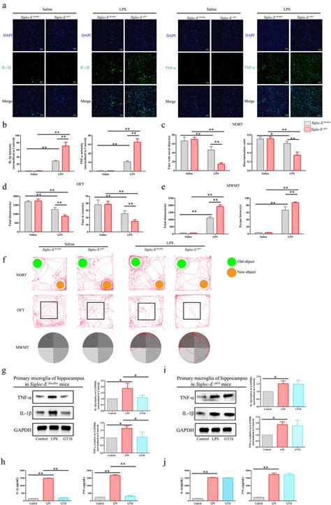 Siglec E Defect Significantly Enhanced The Inflammation In The