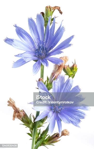 꽃이 만발한 치커리 식물 흰색 배경에 아름다운 파란색 꽃이 닫힙습니다 0명에 대한 스톡 사진 및 기타 이미지 0명 Charity Benefit 건강관리와 의술