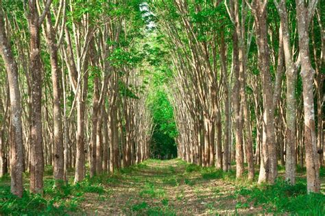 10 ม ค เปิดเวที ‘ทุกข์ใจในสวนยาง