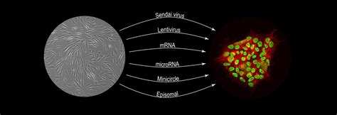 Generating Ipscs By Various Reprogramming Methods Research Communities By Springer Nature