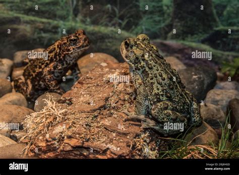 The Western Toad Anaxyrus Boreas Is A Large Toad Species Between 56