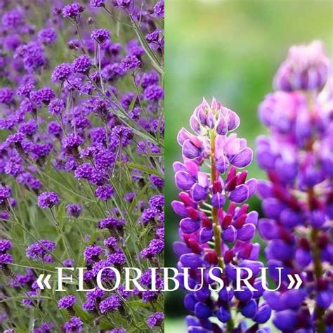 Цветы с фиолетовыми листьями фото и названия 6 видов комнатных цветков с фиолетовыми листьями