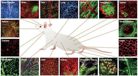 Intravital Microscopy Research And Innovation