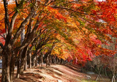 대구 팔공산 동화지구서 단풍축제 노컷뉴스