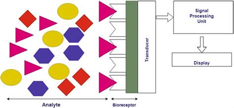 1 Schematic Diagram Of A Biosensor Where An Analyte Binds To A Download Scientific Diagram