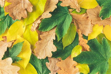 건조 하고 신선한 단풍의 구성 다양한 색의 잎 창조적 인 자연 개념 플랫 레이 0명에 대한 스톡 사진 및 기타 이미지 0명 10월 11월 Istock