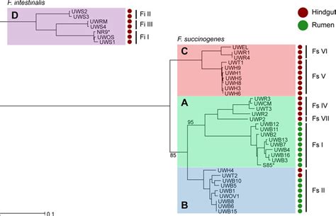 A Multilocus Phylogeny Of Fibrobacter Strains The Maximum Likelihood Download Scientific