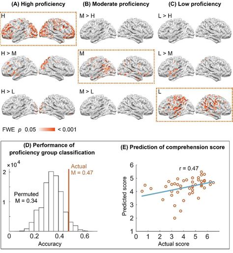 Proficiency Specific Shared Responses Searchlight Maps Of Neural Download Scientific Diagram