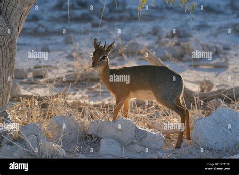 Male Damara Dik Dik Madoqua Kirkii Foraging For Food In Etosha