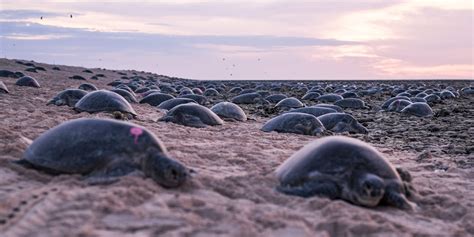 Scientists In Australia Use Drones To Monitor Migrating Sea Turtles