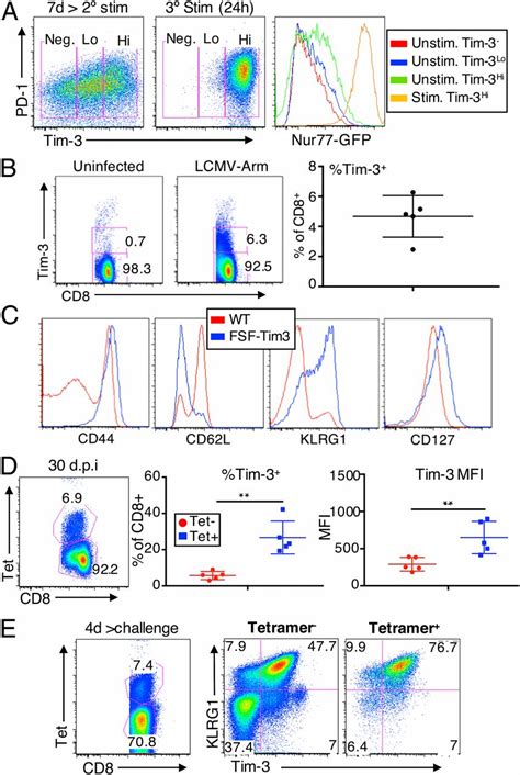 Tim 3 Co Stimulation Promotes Short Lived Effector T Cells Restricts