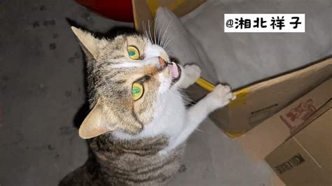 小猫快要生宝宝了疼的到处哇哇叫还一直粘着我不放 搞笑 萌宠 好看视频