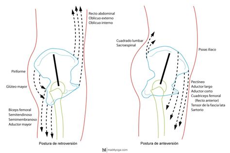 Los Conceptos De Anteversión Y Retroversión De La Pelvis
