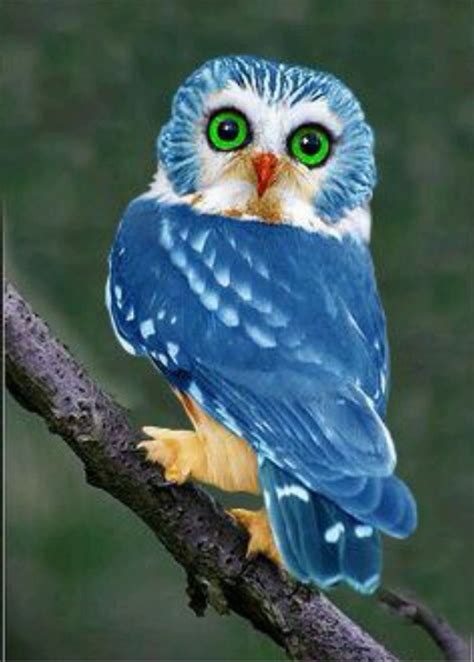 Exotic Animal Memes