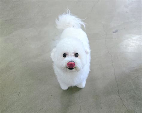 비숑프리제무무 강아지책임분양 컴투펫케어센터