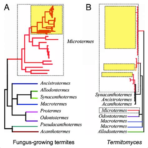 Schematic Representation Of The Phylogeny Of A Fungus Growing