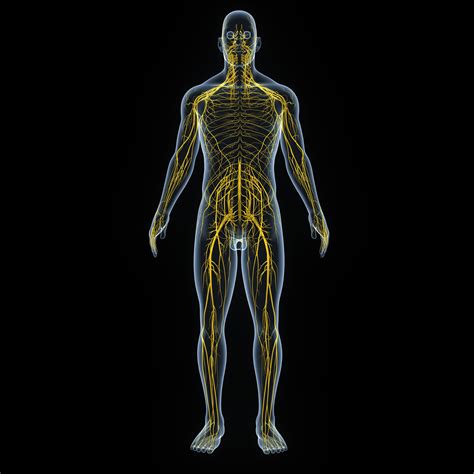 Human Body With Nervous System 3d Model 199 Ma Obj Unknown Free3d