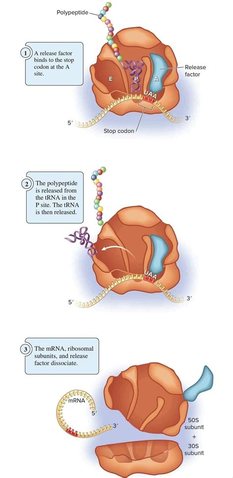 Hanaa Fayed On Linkedin Termination Occurs When A Stop Codon Is Reached In The Mrna‼️ Elongation…