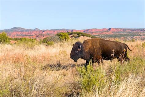 17 Best State Parks For Camping In Texas 🏕