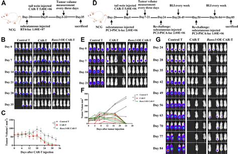 Runx3 Can Maintain Car T Anti Tumor Efficacy In Vivo With Increased