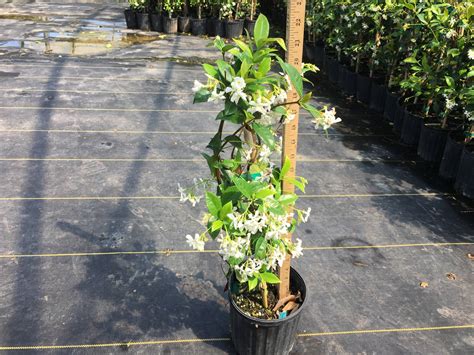 Trachelospermum Jasminoides Creekside Nursery