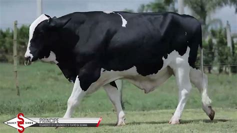 PrÍncipe Fiv Bradnick Sj Lalu Touro Select Sires