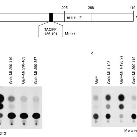 Mi Contains A Potent N Terminal Transcription Activation Domain A