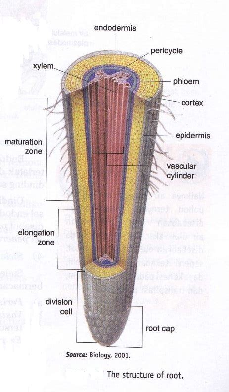 The Structure Of Root  463×792 การออกแบบเว็บไซต์