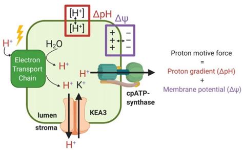 Proton Gradient Formation And Atp Synthesis Masteringbiology