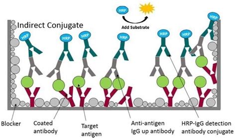 Guide To Developing Optimized Elisas Immunochemistry Technologies