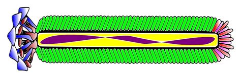 Difference Between Lambda Phage And M13 Phage The Biology Blog