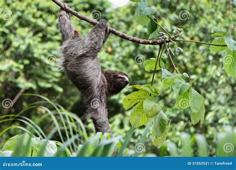 Three Toed Sloth Hanging Stock Image Image Of Toed Mammal 31552531