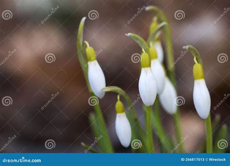 Closeup Of Small White Cocoons Of A Flower In A Garden Against Blurred