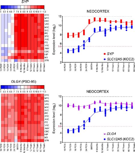 Spatiotemporal Expression Patterns Of Syp And Dlg4 In The Human Brain Download Scientific