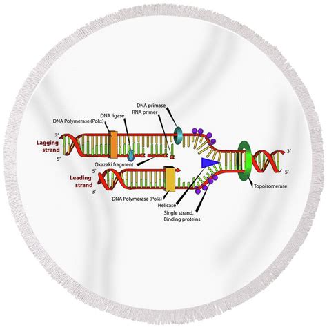 Dna Replication Diagram Labeled Dna The Genetic Material