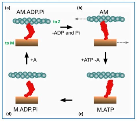 Ijms Special Issue The Actin Myosin Interaction In Muscle