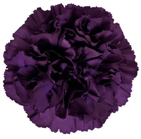 Mooncarnations — Florigene Flowers