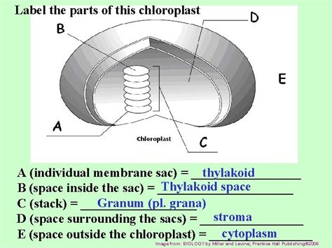 Photosynthesis Review Chapter 8 Plants Look Green Because