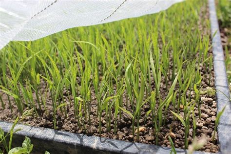 ⑤ プール育苗の場所 変えます 自然栽培米農家 いのち めぐる たんぼ トキを呼ぶ田んぼ 自然栽培でお米作っています