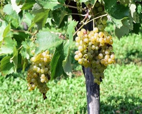 გრძელვადიანად რთველის სუბსიდირება არ არის სწორი ფინანსთა მინისტრის მოადგილე Bpn