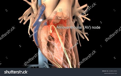 Heart Anatomy Av Atrioventricular Node Medical Stock Illustration