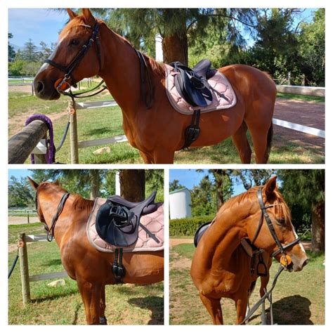 Douglas Has Been Re Homed