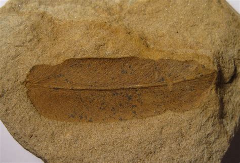 Plant Fossil Fern Archives Cochise College Geology