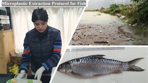 How To Process Fish Samples For Microplastic Extraction Ft Yogeeta